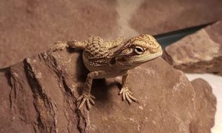 Lizard Names - Over 500 Inspiring Ideas For Naming Your Pet Lizard