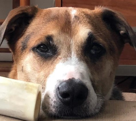 27 Basset Hound Mixes That Will Melt Your Unloving Heart | PetPress