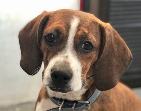 27 Basset Hound Mixes That Will Melt Your Unloving Heart | PetPress