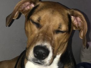 27 Basset Hound Mixes That Will Melt Your Unloving Heart | PetPress