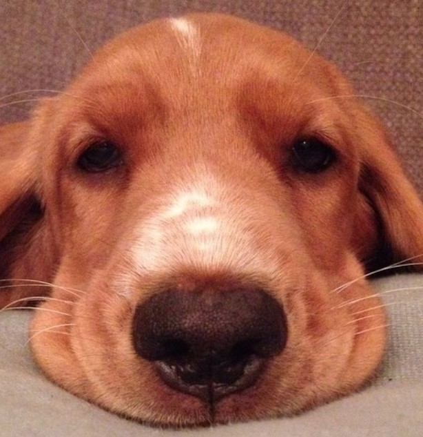 27 Basset Hound Mixes That Will Melt Your Unloving Heart | PetPress