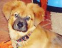 27 Basset Hound Mixes That Will Melt Your Unloving Heart | PetPress