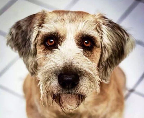 27 Basset Hound Mixes That Will Melt Your Unloving Heart | PetPress