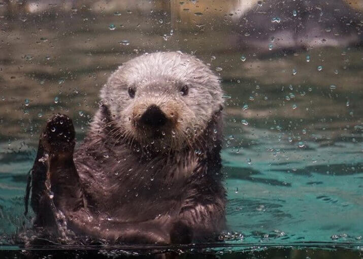 200+ Otter Names and the Cutest Names for Otters