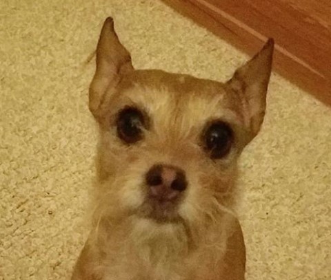 45 Chihuahua Mixes Too Adorable To Be Real | PetPress