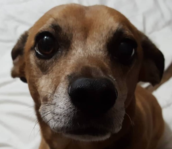 45 Chihuahua Mixes Too Adorable To Be Real | PetPress