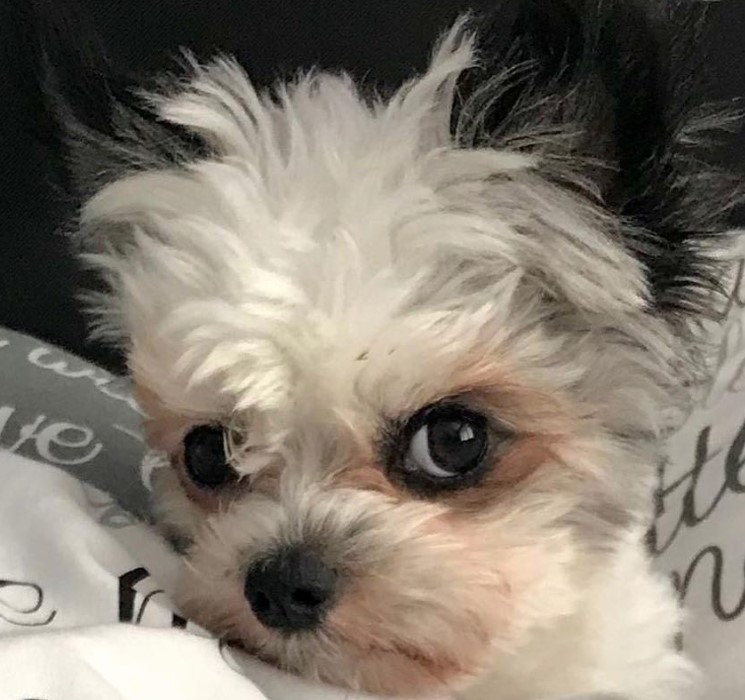 45 Chihuahua Mixes Too Adorable To Be Real | PetPress