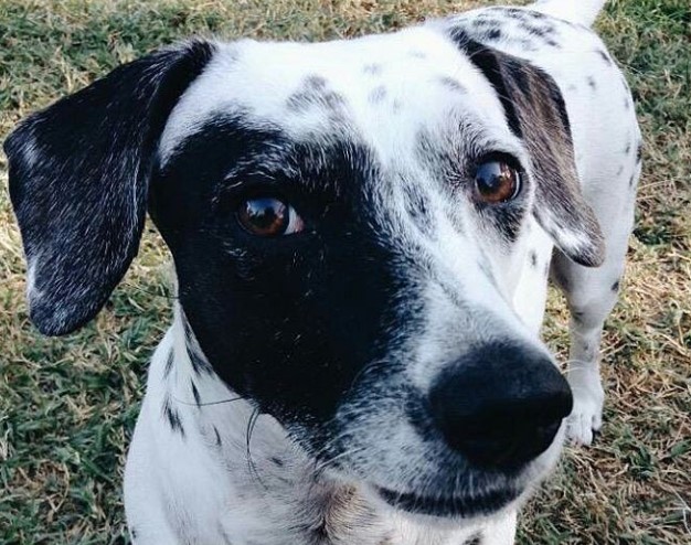 45 Chihuahua Mixes Too Adorable To Be Real | PetPress