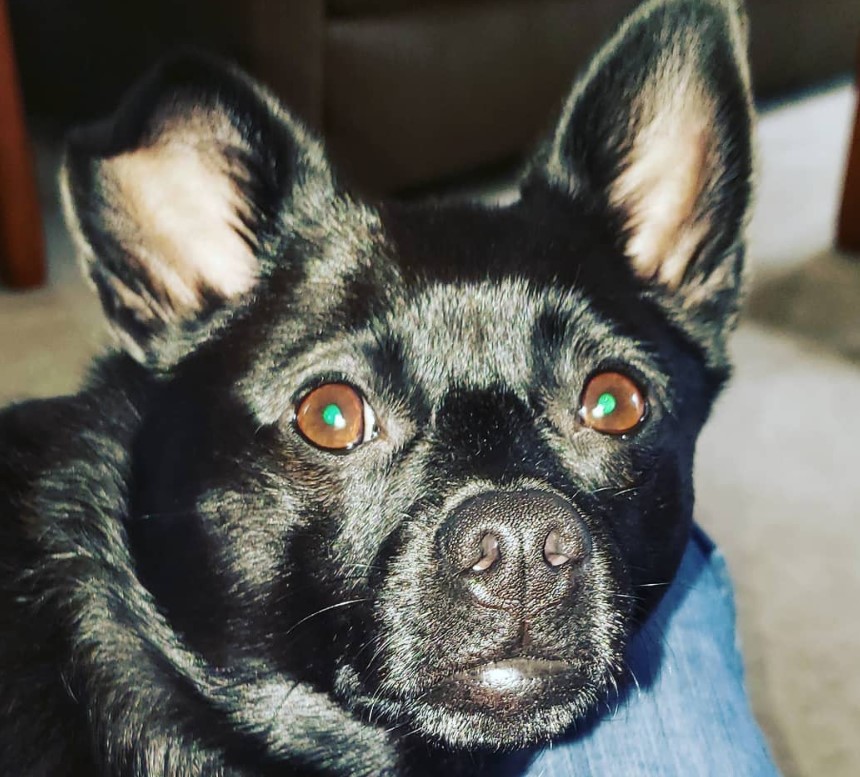 45 Chihuahua Mixes Too Adorable To Be Real | PetPress