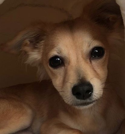 45 Chihuahua Mixes Too Adorable To Be Real | PetPress