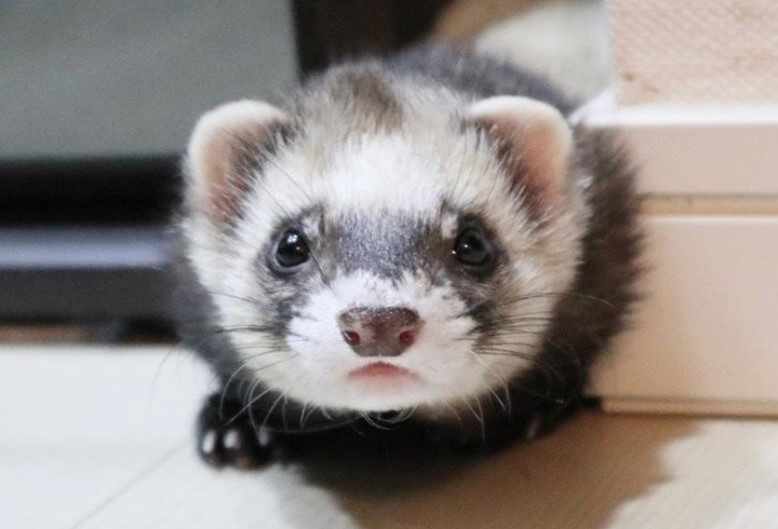 Top 500+ Ferret Names (Cute, Funny, & Cool Names!) | PetPress