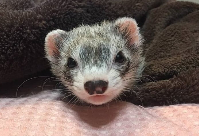 Top 500+ Ferret Names (Cute, Funny, & Cool Names!) | PetPress
