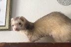 Top 500+ Ferret Names (Cute, Funny, & Cool Names!) | PetPress