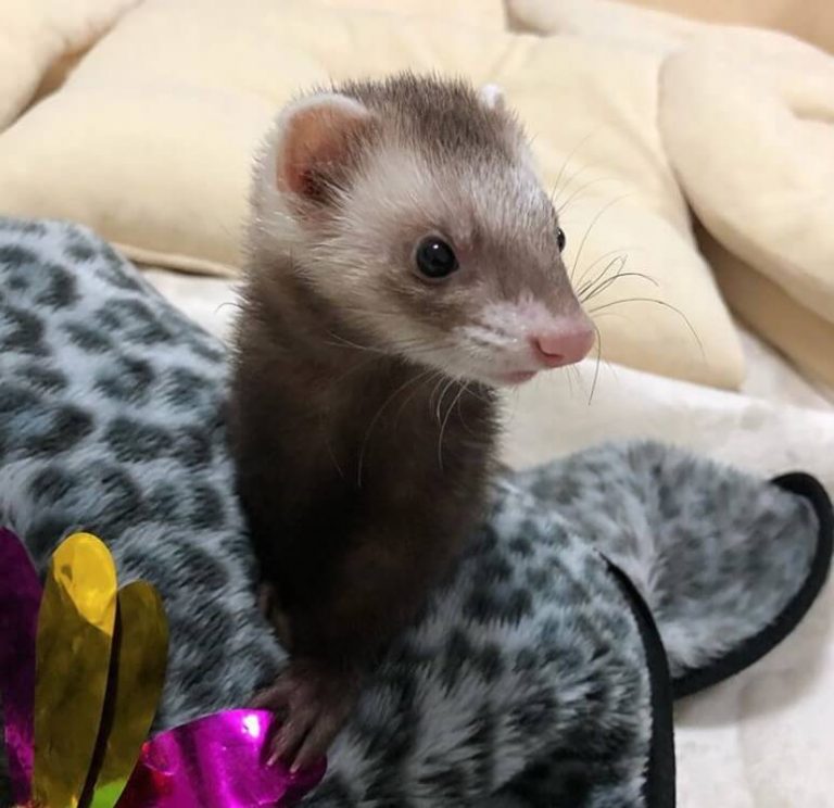 Top 500+ Ferret Names (Cute, Funny, & Cool Names!) | PetPress