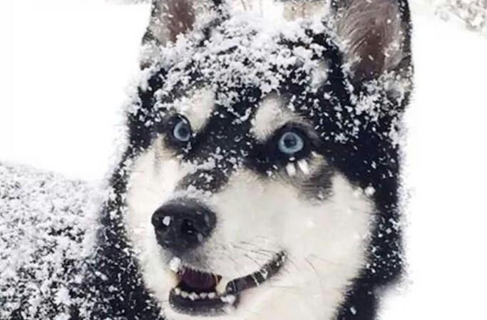 14 Huskies That Love Snow - PetPress