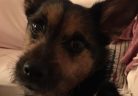 38 Awesome German Shepherd Mixes You Need To Feast Your Eyes On | PetPress