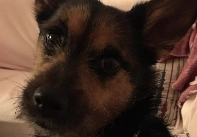 38 Awesome German Shepherd Mixes You Need To Feast Your Eyes On | PetPress