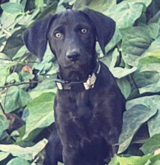 38 Awesome German Shepherd Mixes You Need To Feast Your Eyes On | PetPress