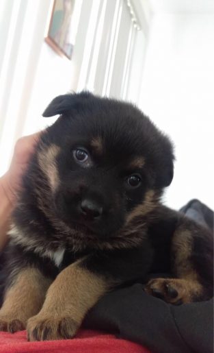 38 Awesome German Shepherd Mixes You Need To Feast Your Eyes On | PetPress