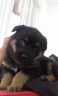 38 Awesome German Shepherd Mixes You Need To Feast Your Eyes On | PetPress