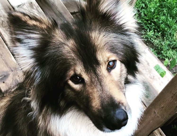 38 Awesome German Shepherd Mixes You Need To Feast Your Eyes On | PetPress