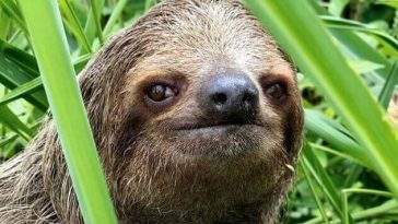 Top 20+ Famous Sloths Names From Movies | PetPress