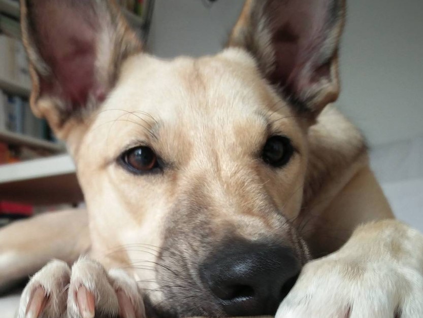 38 Awesome German Shepherd Mixes You Need To Feast Your Eyes On | PetPress