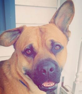 38 Awesome German Shepherd Mixes You Need To Feast Your Eyes On | PetPress