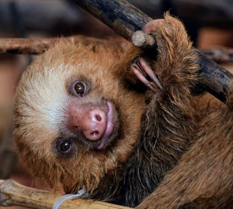 200+ Pet Sloth Names (Cute, Funny, Male, and Female Names)