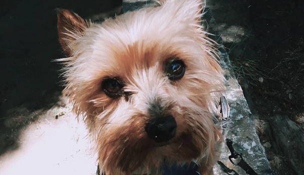 14 Fascinating Facts About Yorkies - PetPress