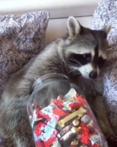 14 Funny Pictures Proving That Raccoons are True Gourmets | Page 2 of 3 ...