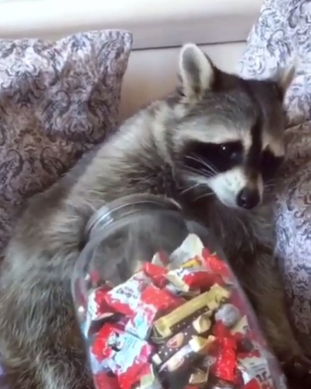 14 Funny Pictures Proving That Raccoons are True Gourmets | Page 2 of 3 ...