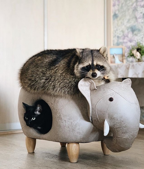 14 Funny Pictures Proving That Raccoons are the Best Pets Ever | PetPress