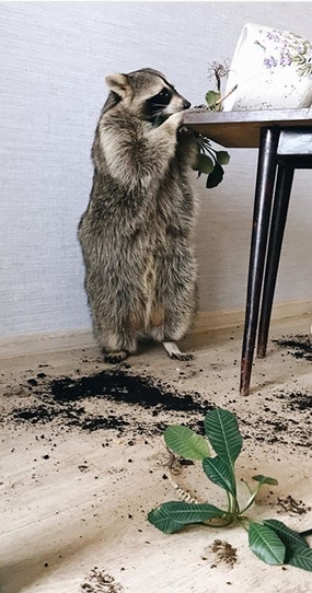 14 Funny Pictures Proving That Raccoons are the Best Pets Ever | PetPress