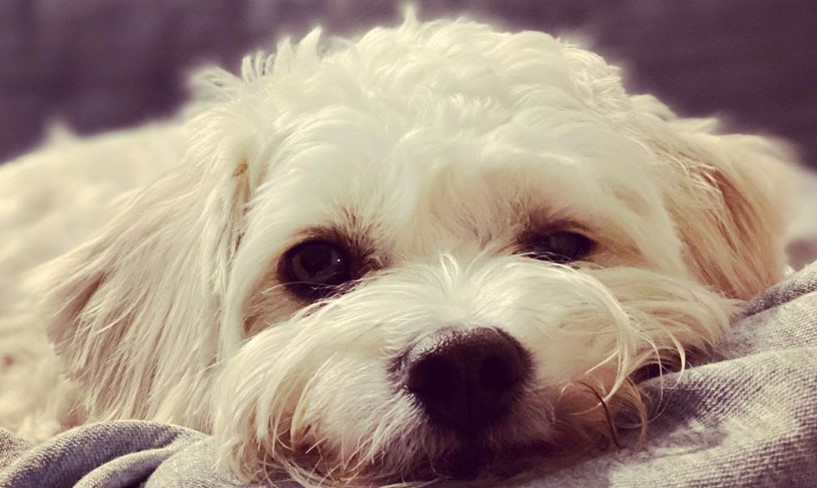 35 Cute Pomeranian Mixes That'll Melt Your Heart | PetPress