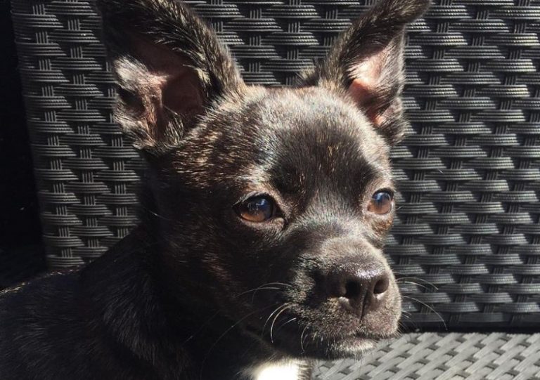 35 Cute Pomeranian Mixes That'll Melt Your Heart - PetPress