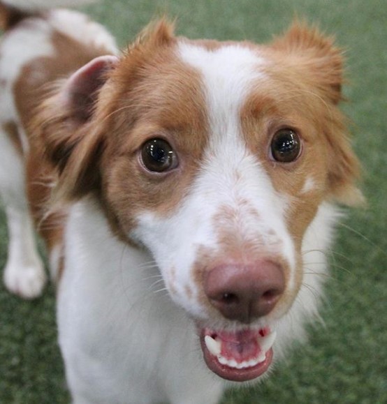 35 Cute Pomeranian Mixes That'll Melt Your Heart | PetPress