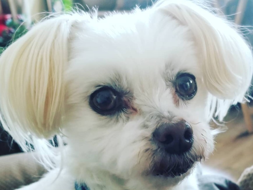 35 Cute Pomeranian Mixes That'll Melt Your Heart | PetPress