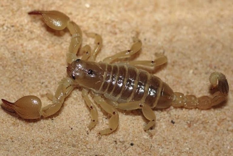 Top 150 Names Scorpions Names - Best Ways To Name Your Pet Scorpion ...