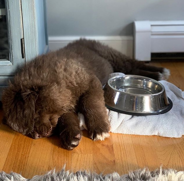 15 Funny Newfoundlands Sleeping in Hilarious Positions | Page 2 of 3 ...