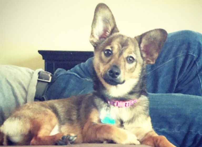 40 Cute Dachshund Mixes That Will Melt Your Heart
