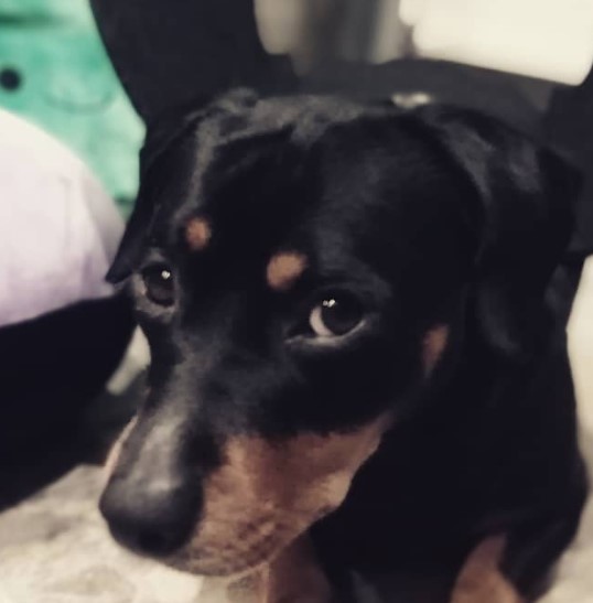 40 Cute Dachshund Mixes That Will Melt Your Heart