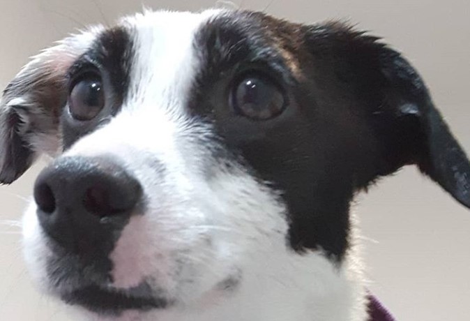 40 Cute Dachshund Mixes That Will Melt Your Heart