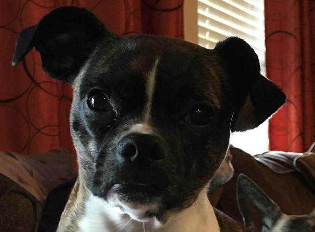 40 Cute Dachshund Mixes That Will Melt Your Heart