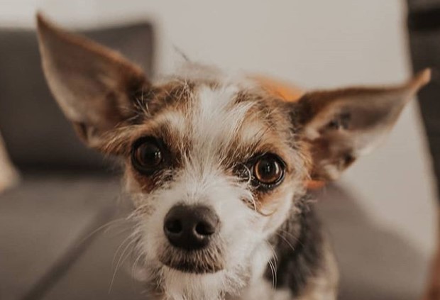 40 Cute Dachshund Mixes That Will Melt Your Heart