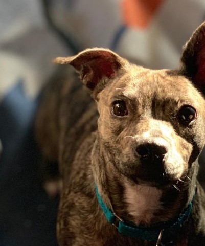 40 Cute Dachshund Mixes That Will Melt Your Heart