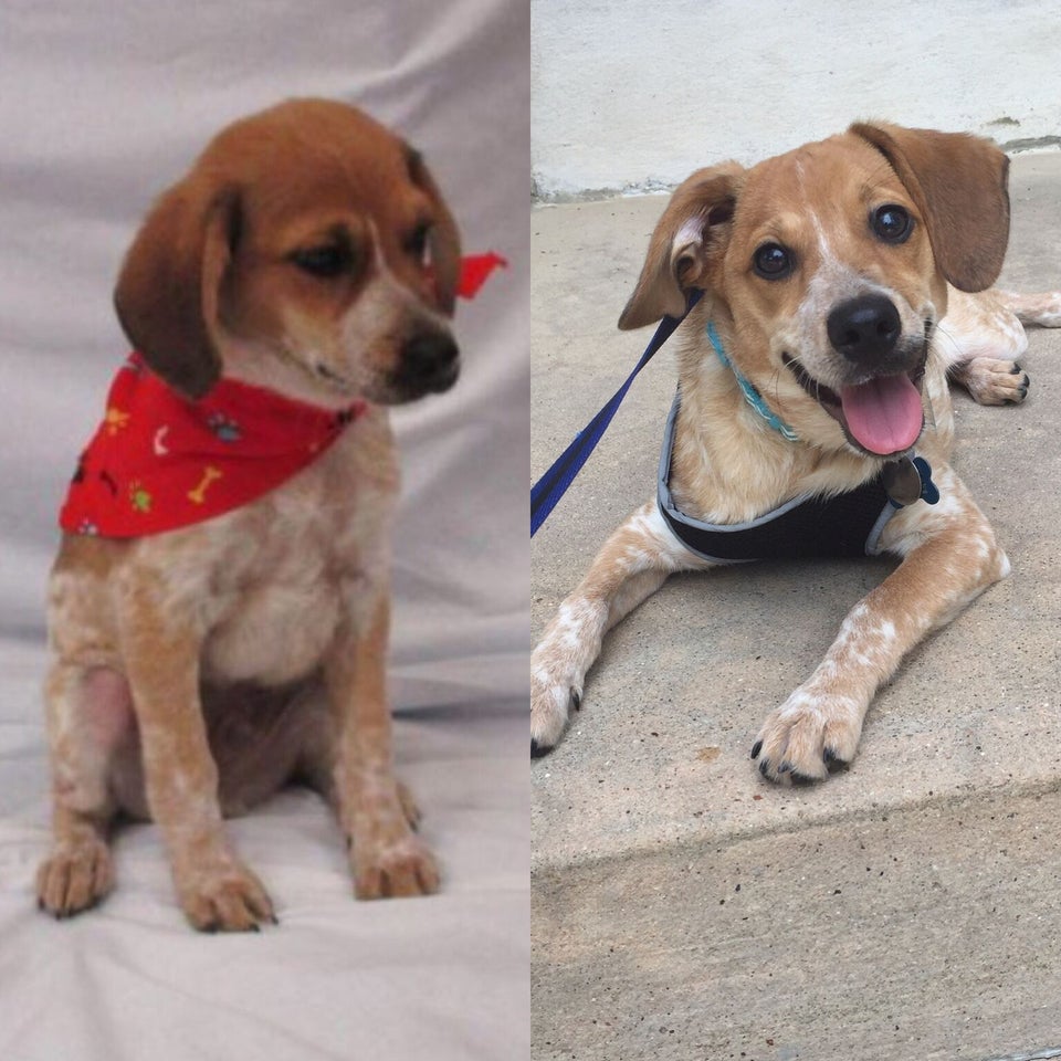 40 Cute Dachshund Mixes That Will Melt Your Heart