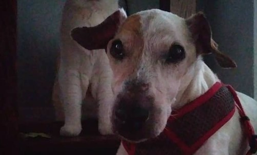 7 Bull Terrier Mixes That Will Make You Scream "I WANT ONE"