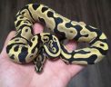 Pet Snake Names - 500+ Inspiring Ideas For Naming Your Pet Snake | PetPress