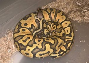 Pet Snake Names - 500+ Inspiring Ideas For Naming Your Pet Snake - PetPress